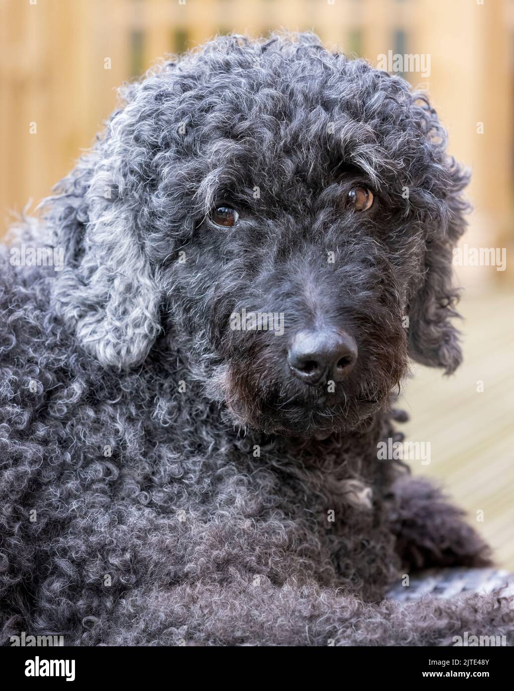 A portrait of a beautiful curly haired black Labradoodle dog, looking ...