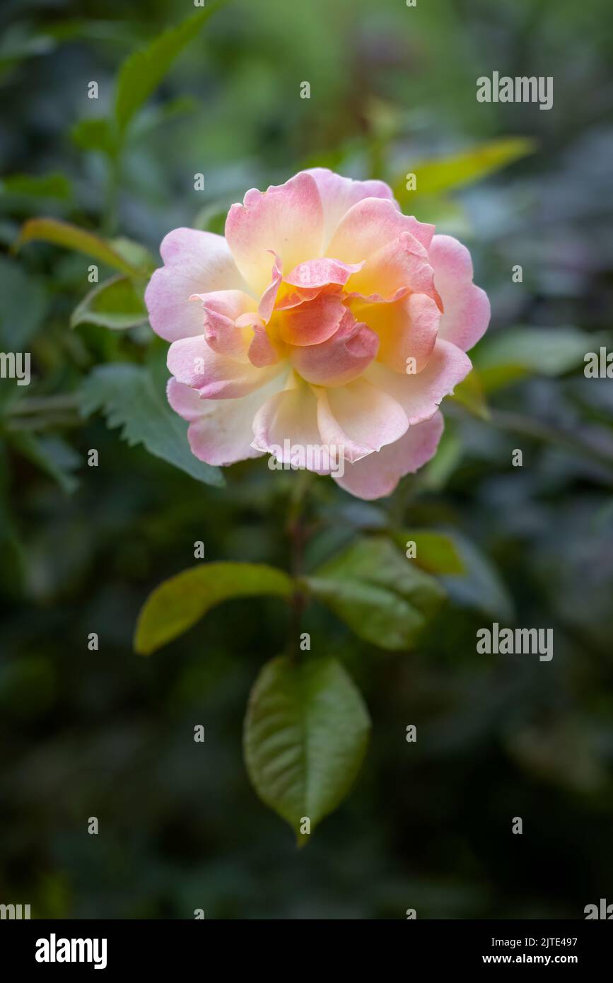 Roses pink rose hi-res stock photography and images - Alamy