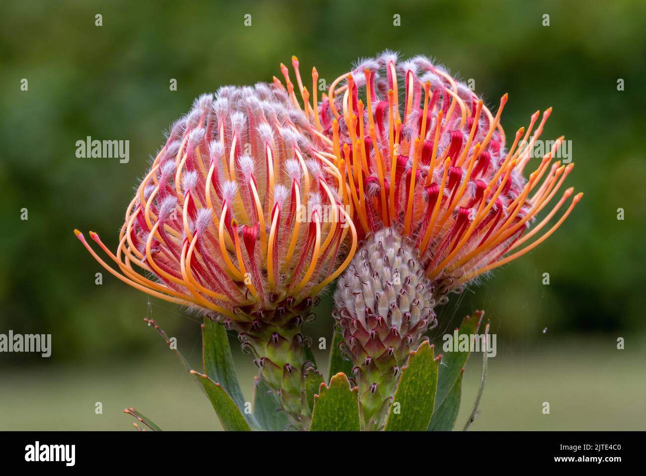 Protea Plant in flower, Royal Botanic Garden Sydney Australia Stock ...