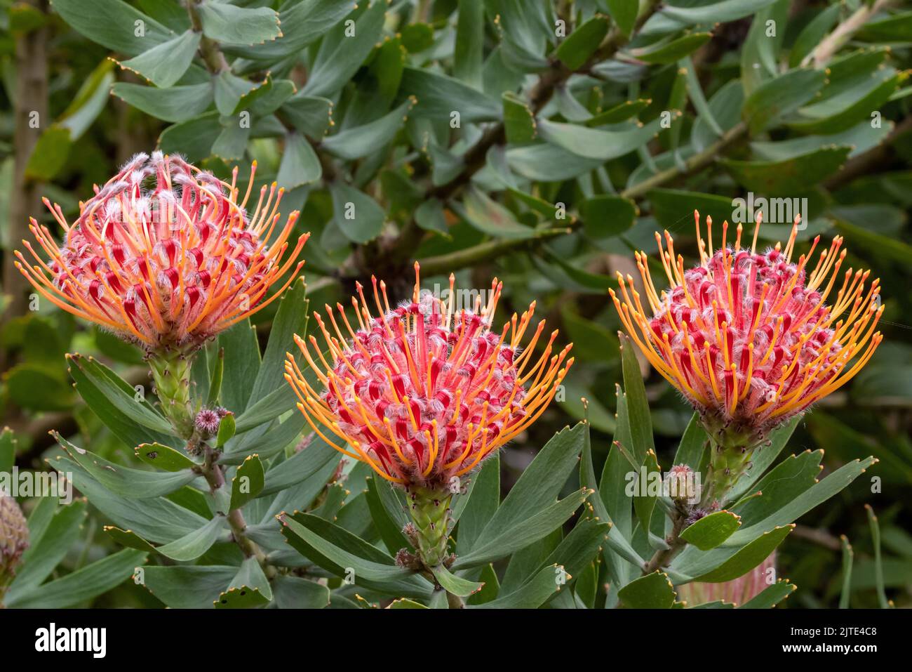 Protea Plant in flower, Royal Botanic Garden Sydney Australia Stock ...