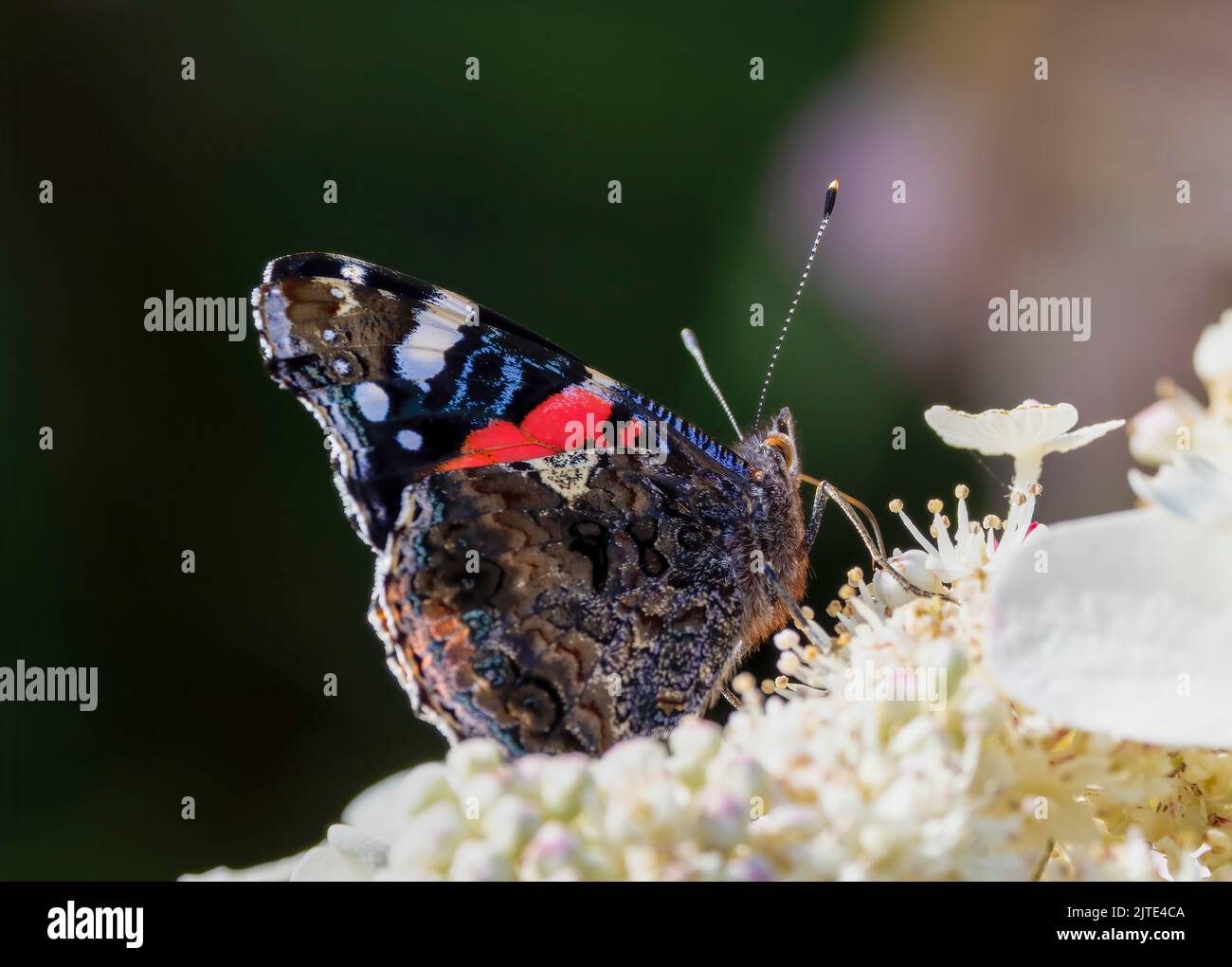 Native british butterflys hi-res stock photography and images - Alamy