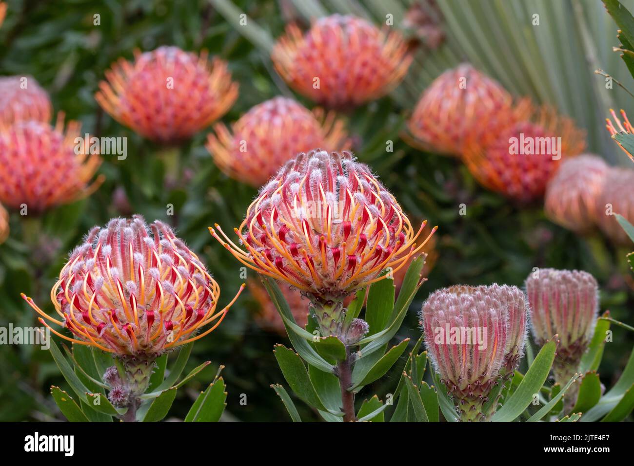 Royal botanic garden sydney australia hi-res stock photography and ...