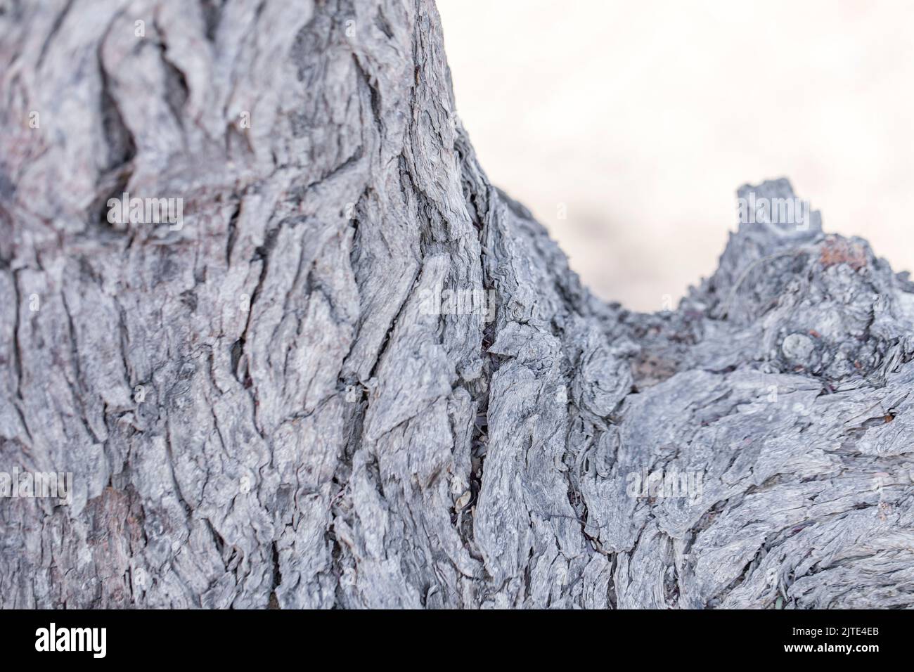 tree bark in Sharjah desert Stock Photo - Alamy
