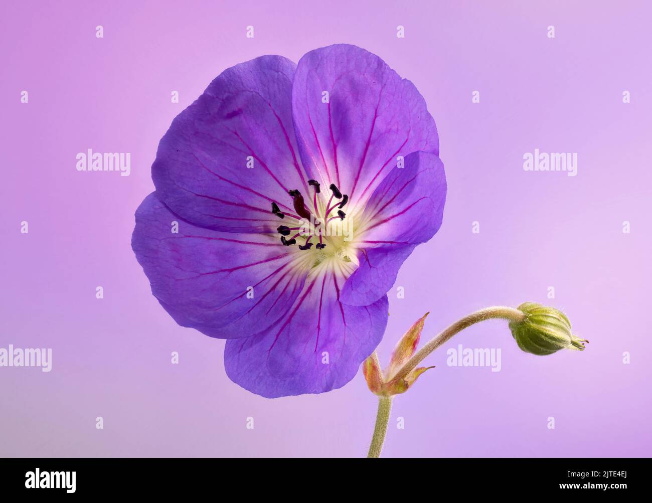 A beautiful deep purple wild Geranium, also known as Cranesbill ...
