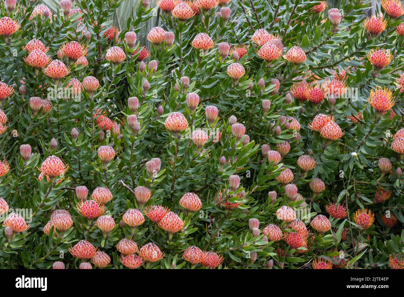 Protea plant hi-res stock photography and images - Alamy