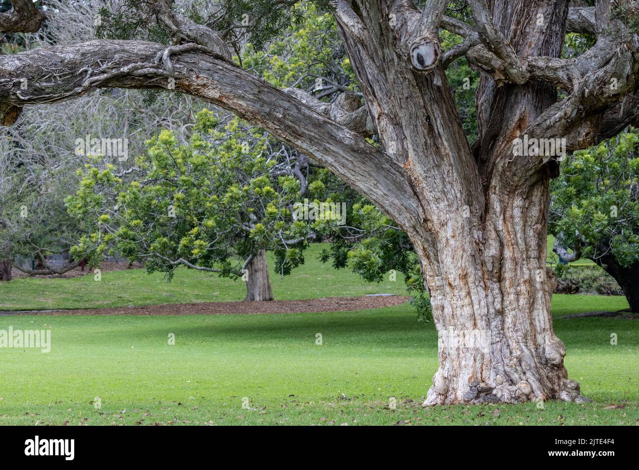 Australian park hi-res stock photography and images - Alamy