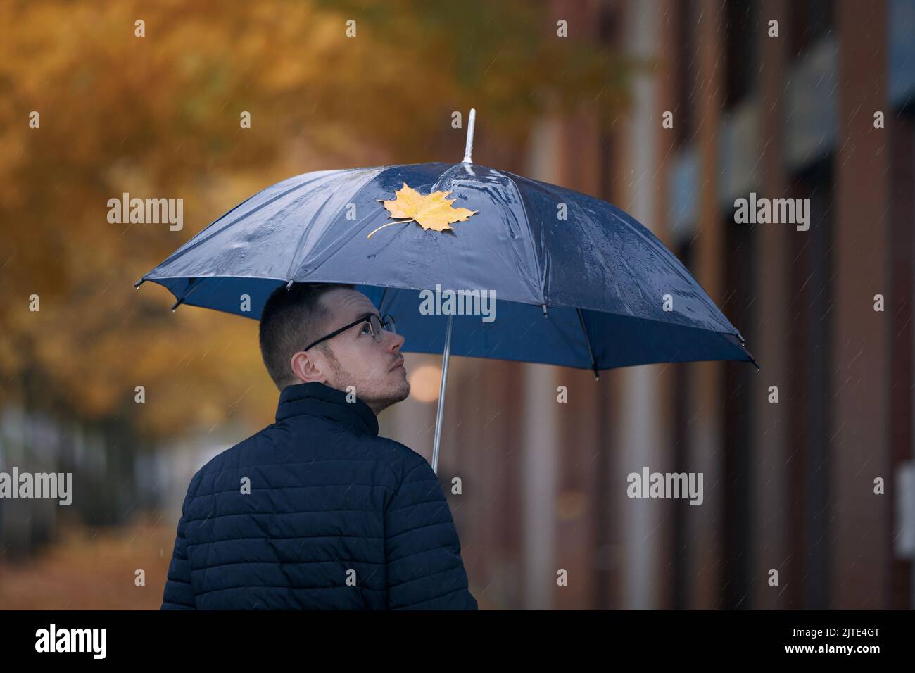 Man with umbrella walking under yellow maple trees on city street ...