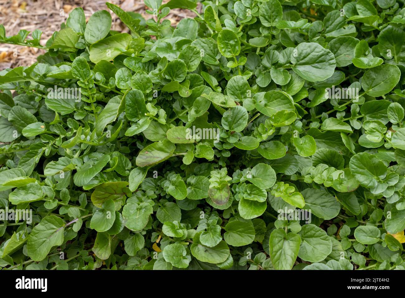 Bittercress growing hi-res stock photography and images - Alamy