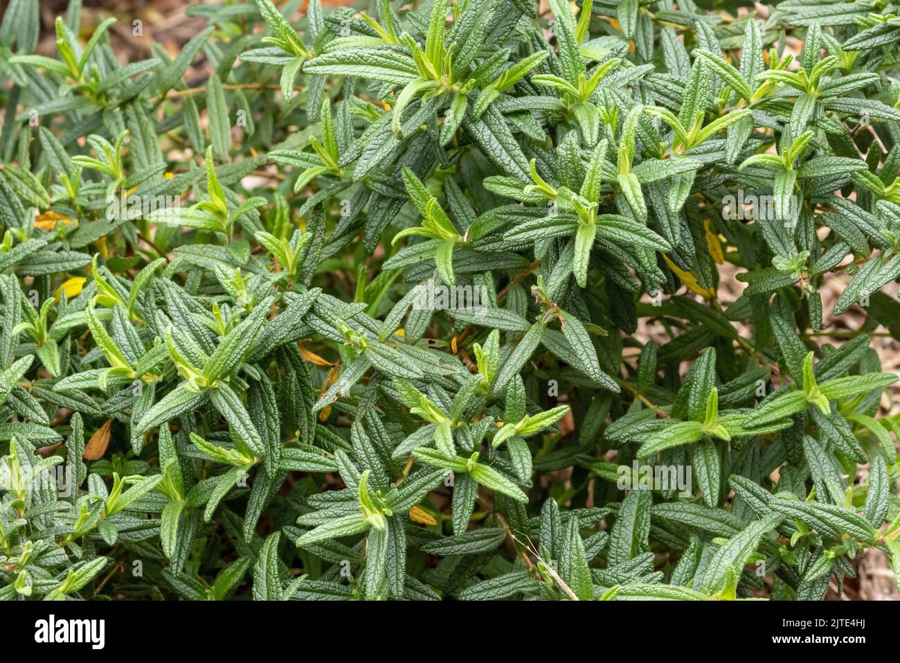 In herb garden hi-res stock photography and images - Alamy