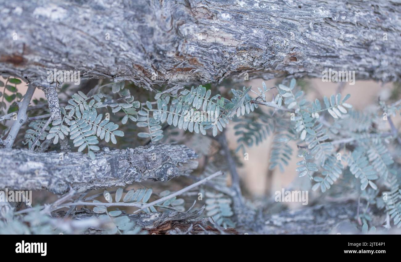 tree bark in Sharjah desert Stock Photo - Alamy