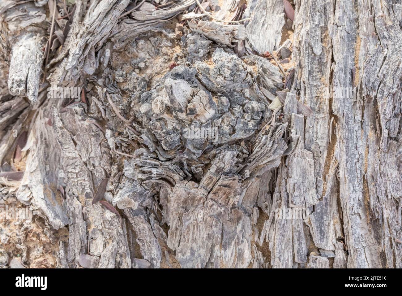 tree bark in Sharjah desert Stock Photo - Alamy