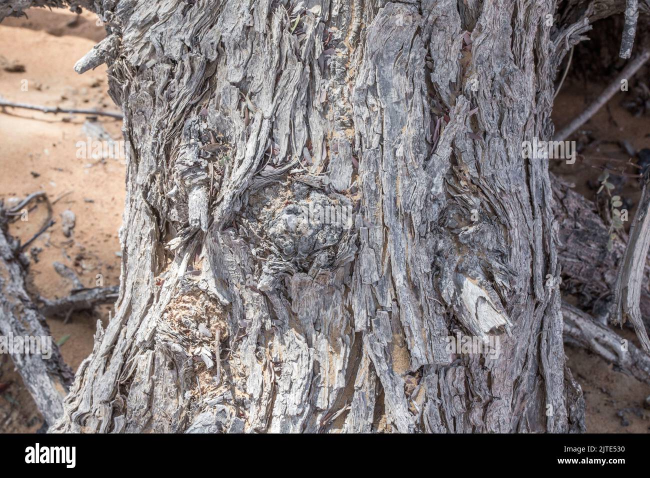 tree bark in Sharjah desert Stock Photo - Alamy