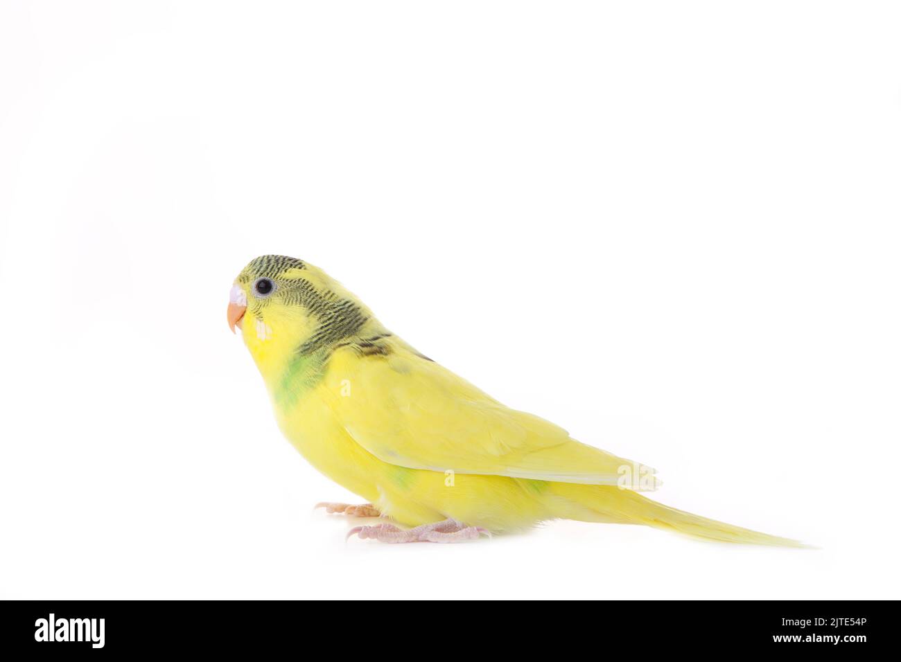 Little yellow budgerigar isolated on white background. Isolated ...