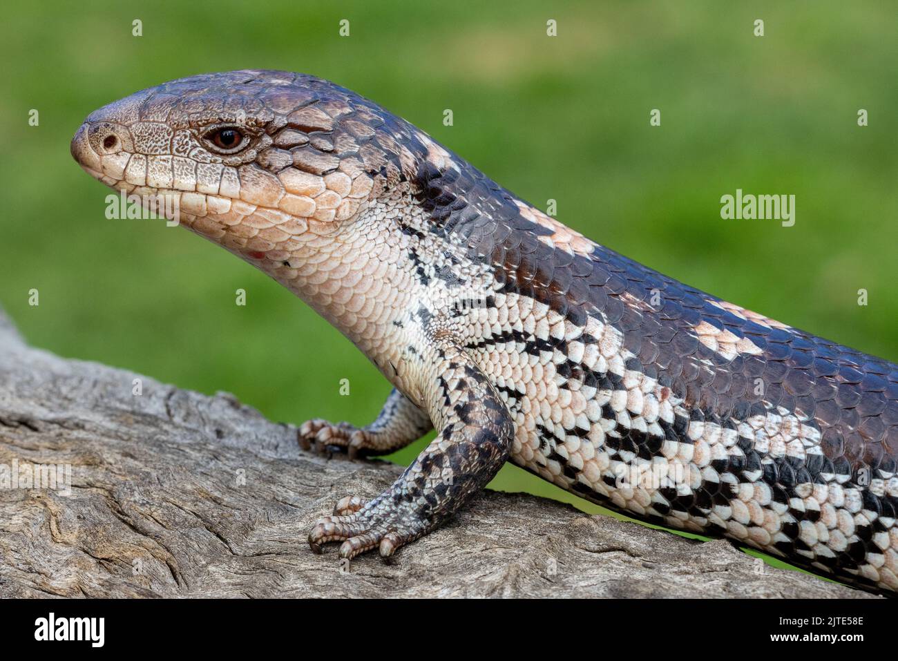 Close up of Australian Blotched Blue Tongue lizard Stock Photo - Alamy