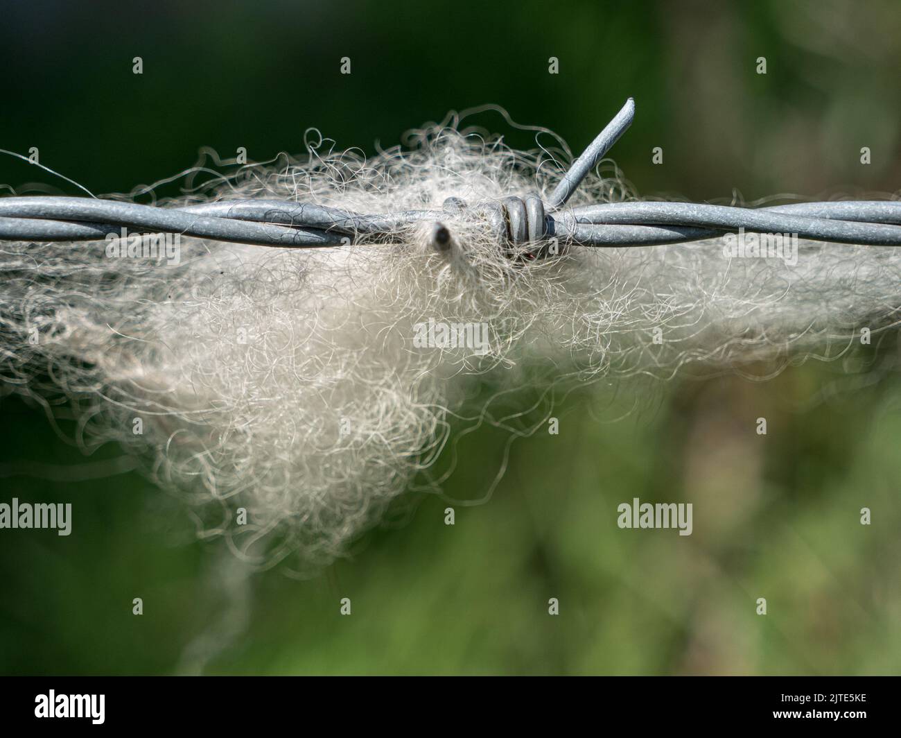 Sheep wool spotted being snagged on a barbed wire whilst out walking in ...