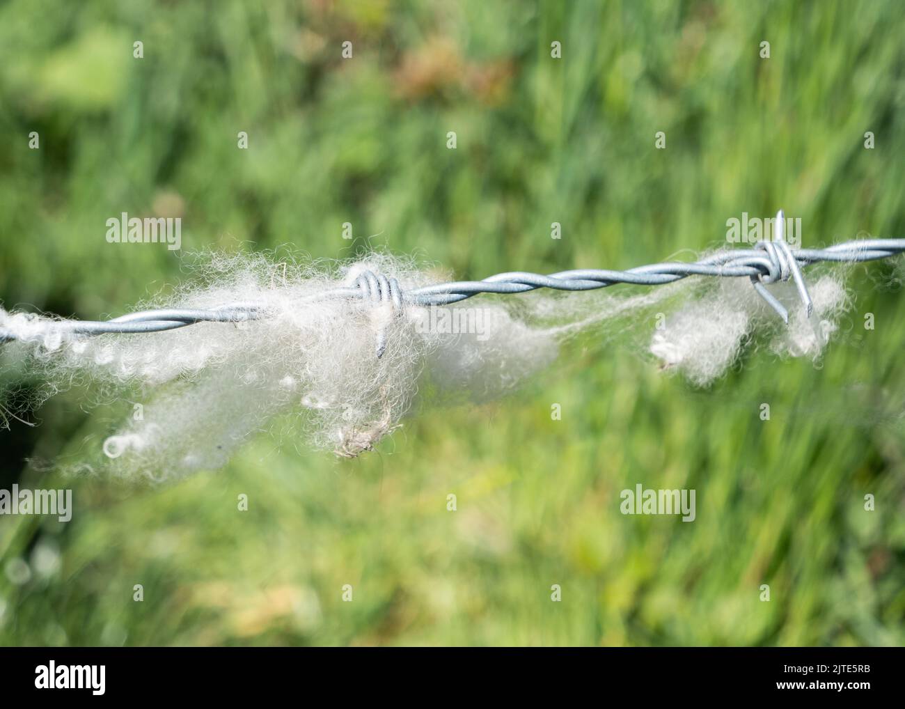 Sheep wool spotted being snagged on a barbed wire whilst out walking in ...
