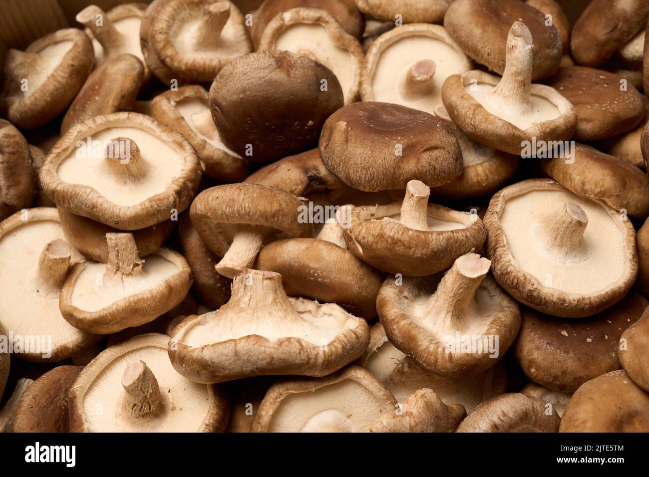 A close-up shot of many Shiitake mushrooms, full frame Stock Photo - Alamy