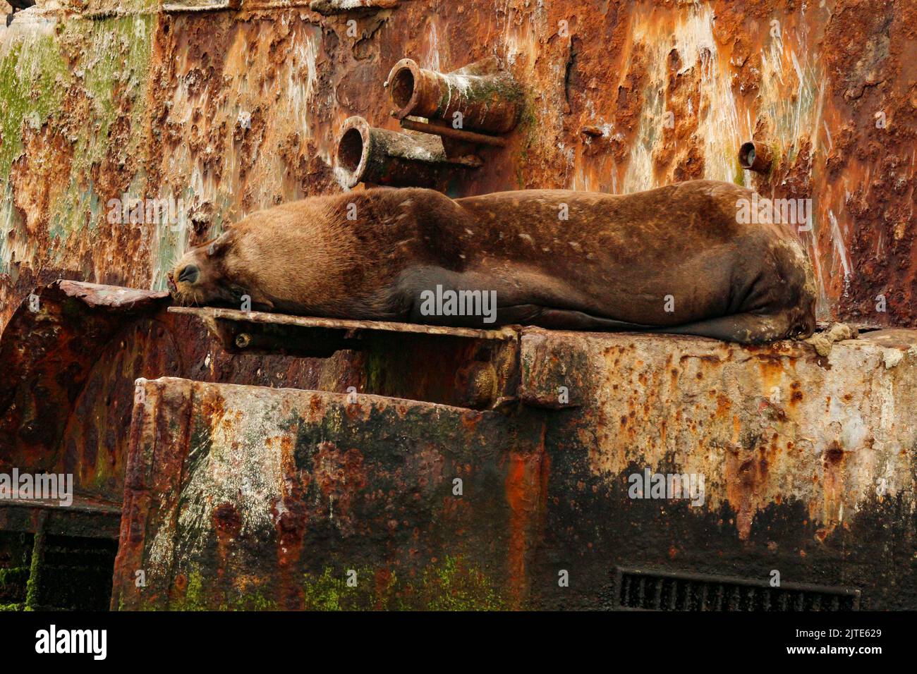 Shipwreck animals hi-res stock photography and images - Alamy