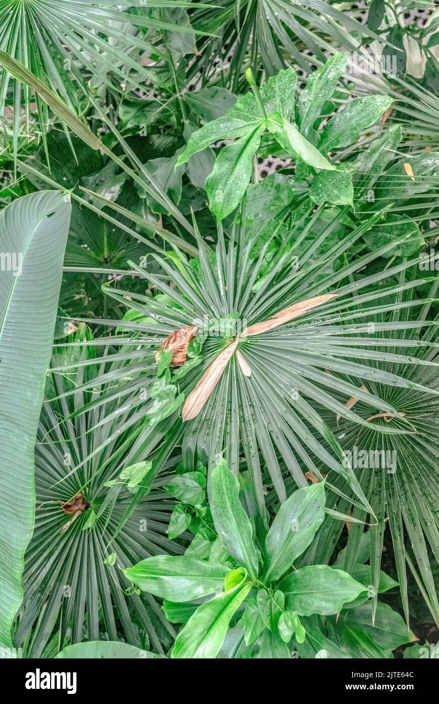 Green palm leaves seen from above Stock Photo - Alamy