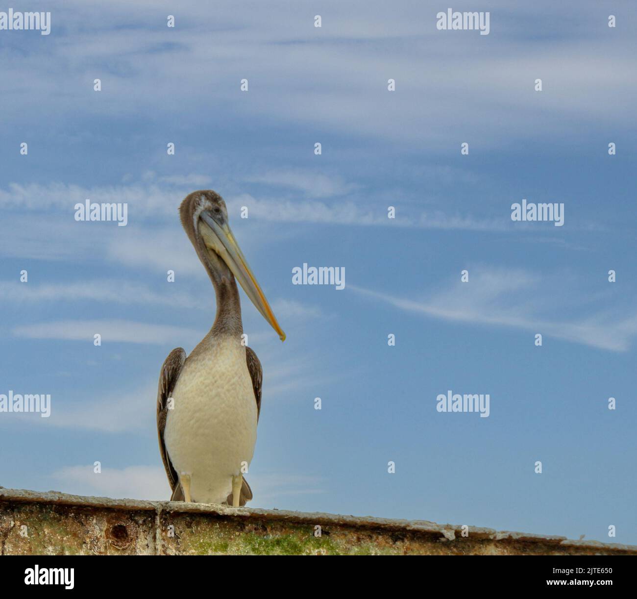 Isolated Peruvian Pelican - Pelecanus thagus in front Stock Photo - Alamy