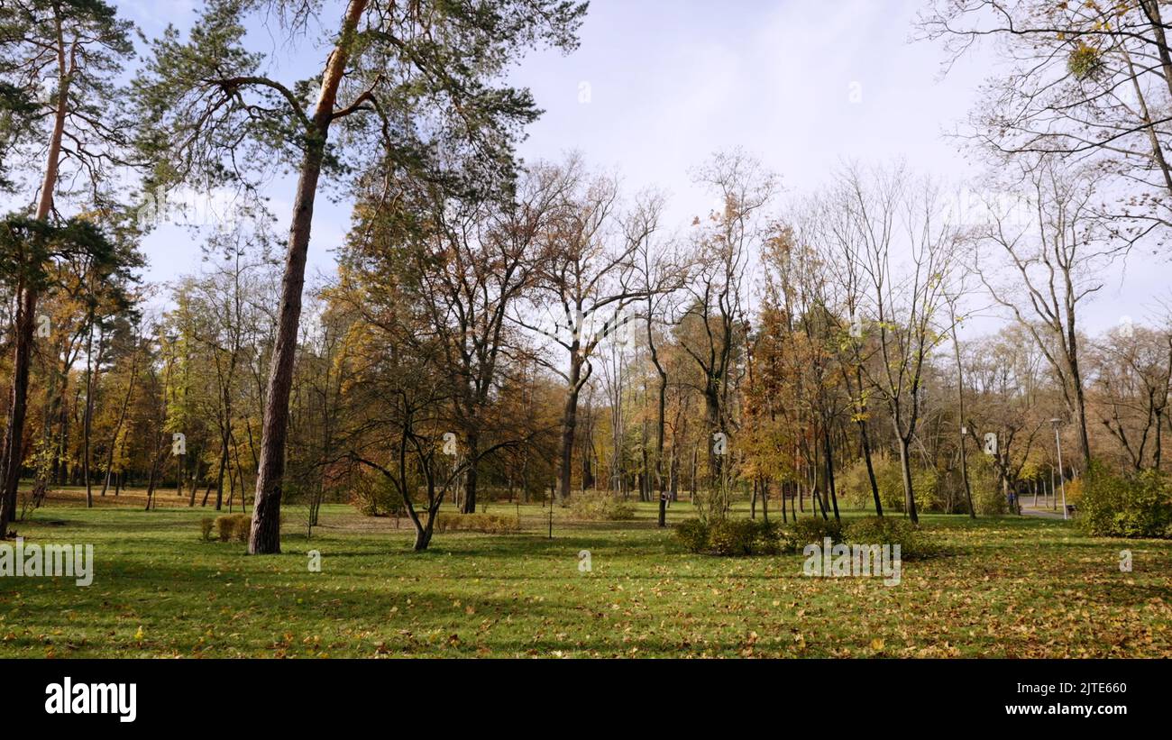 An aerial view of greenery park surrounded by dense trees Stock Photo ...
