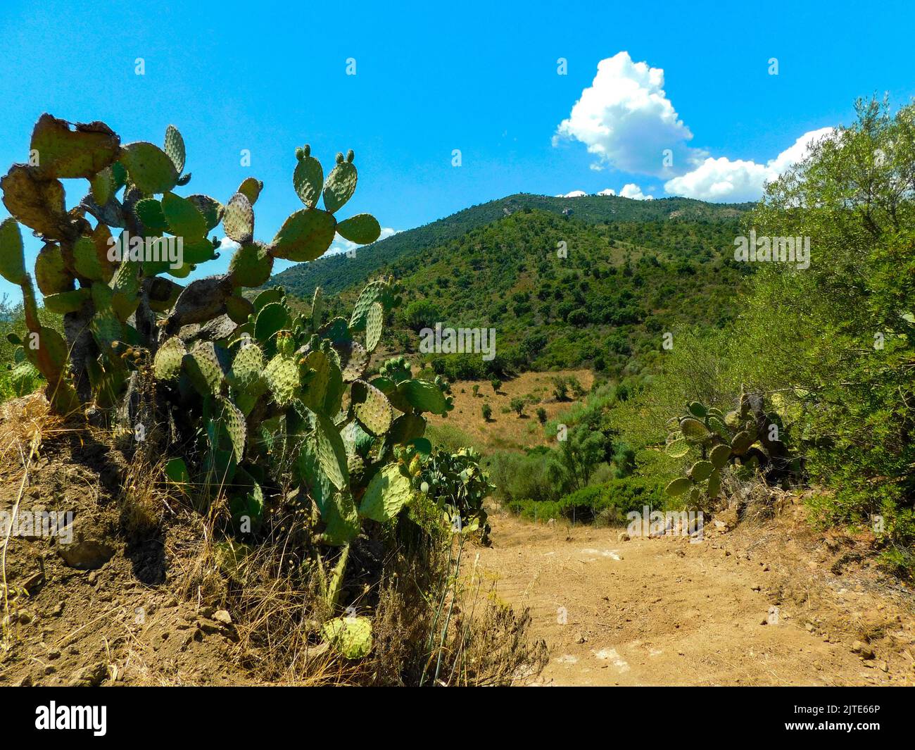 An aerial view of rocky road surrounded by growing bushes and trees ...