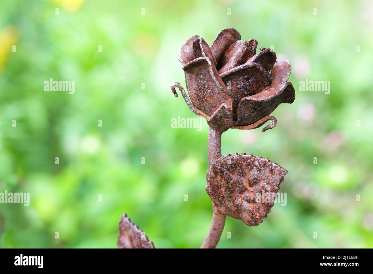 Rusted Metal Ornamental Rose Flower In Garden Stock Photo - Alamy