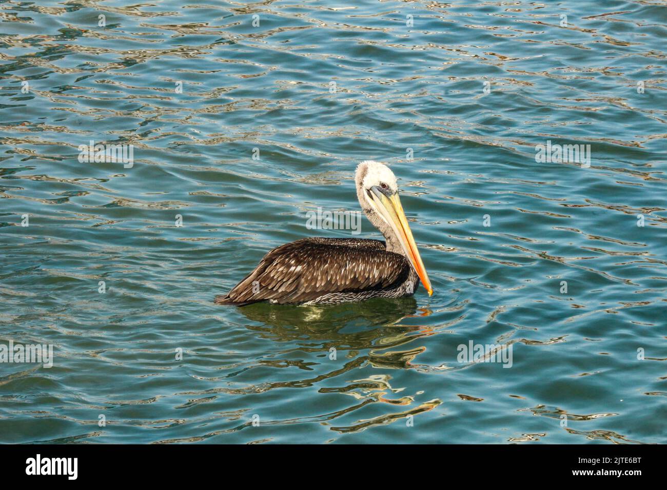 Pelican swimming in sea animals in wild hi-res stock photography and ...