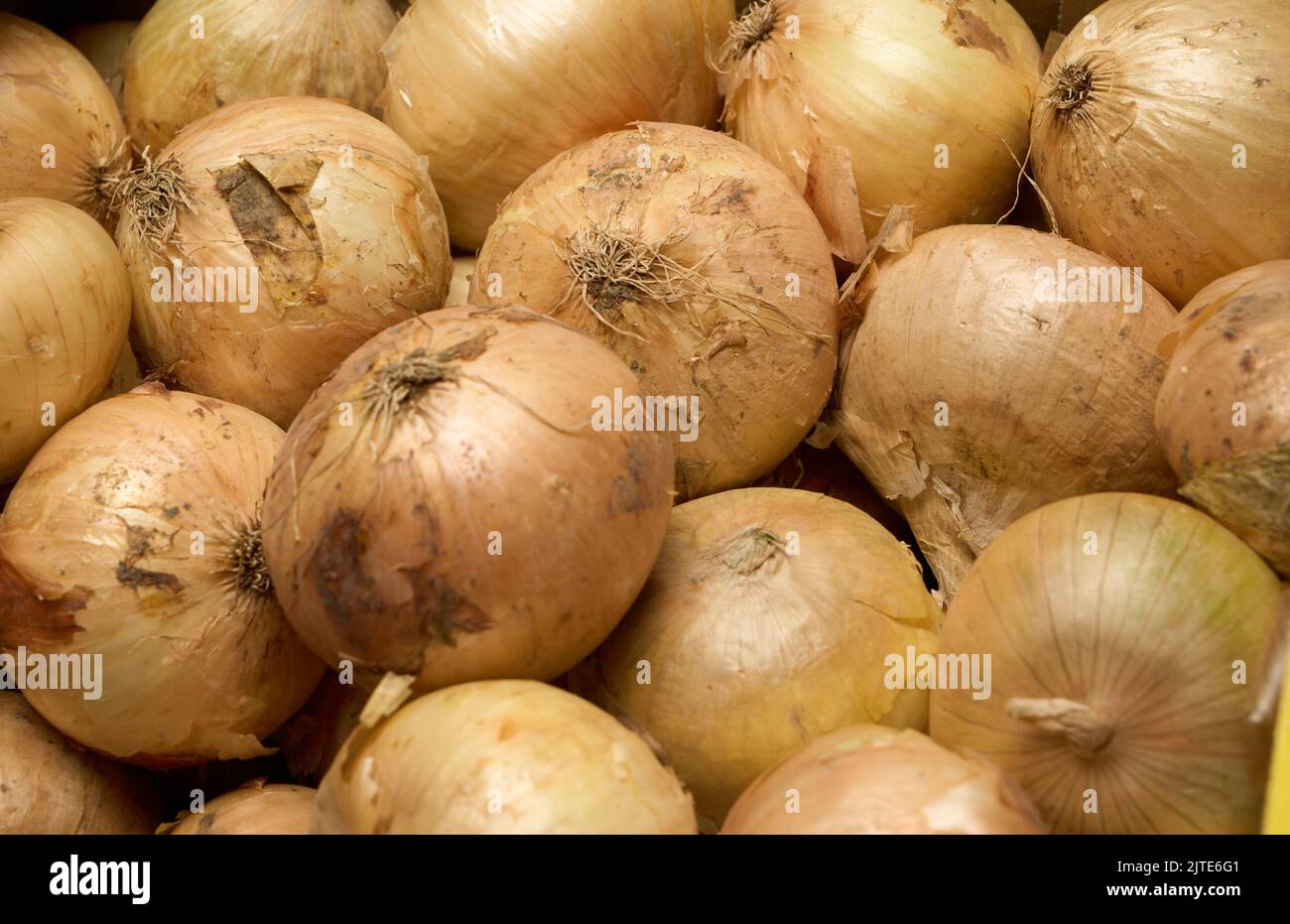 A close-up shot of many golden onions, full frame Stock Photo - Alamy