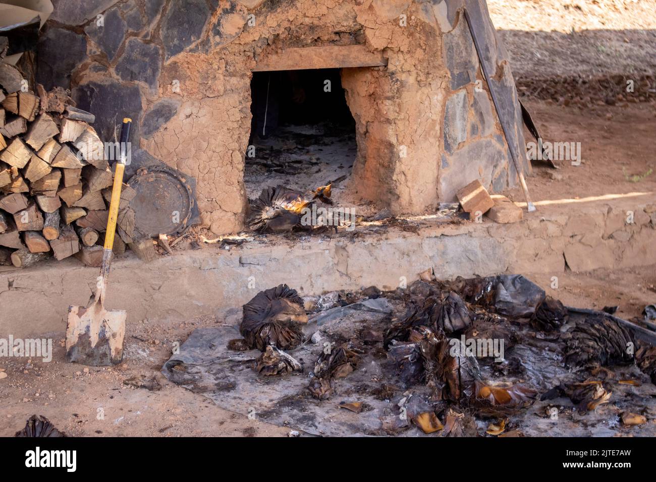 A pile of agave tequilana ready to go into the burning mud oven Stock ...