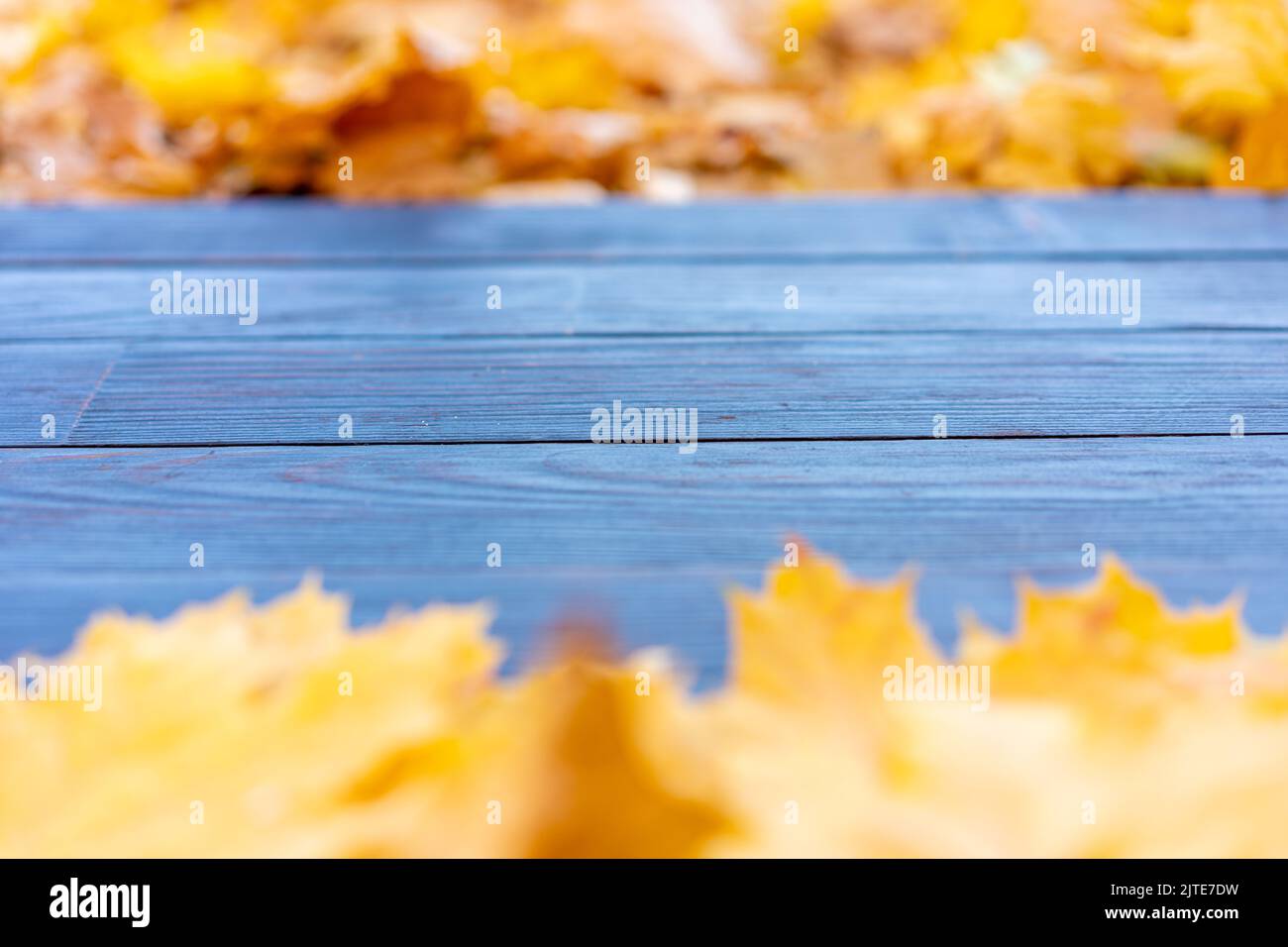 Empty wooden table nature bokeh background with autumn yellow maple ...