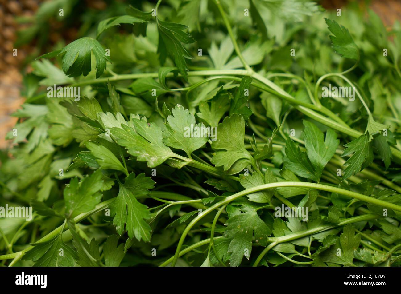 A close-up shot of parsley leaves, full frame Stock Photo - Alamy