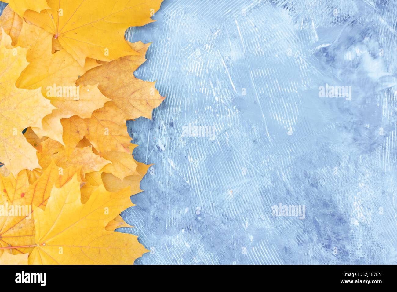 Autumn leaves frame on left side blue structured background top view ...