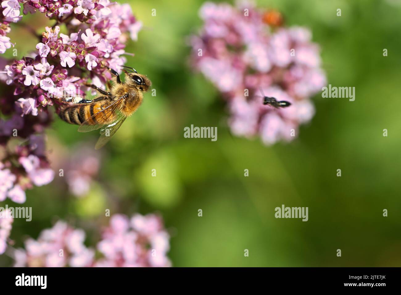 Honey bee collecting nectar on a flower of the flower butterfly bush ...