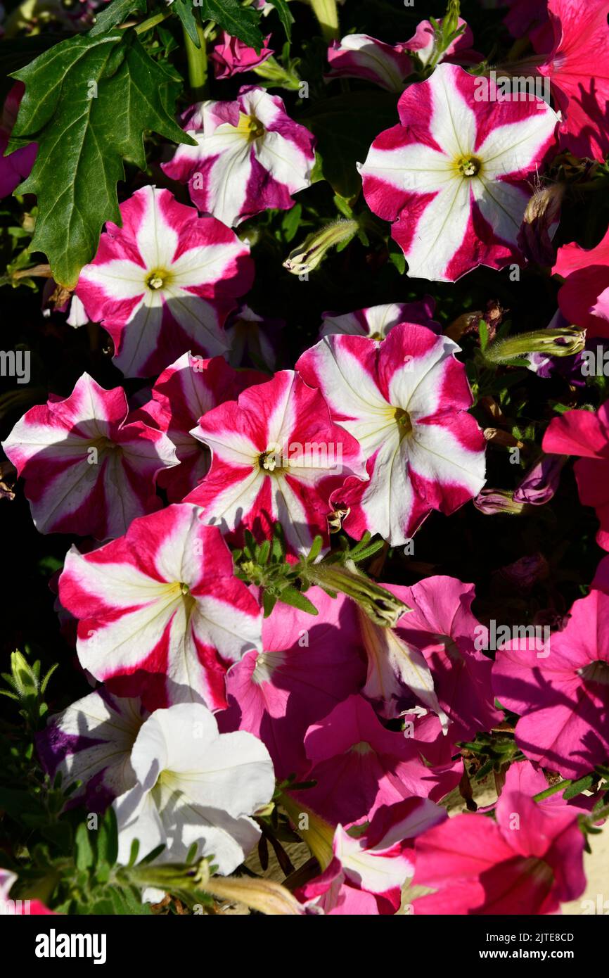 Petunia Flowers in Sunshine on a Summers Day Oxfordshire England uk ...