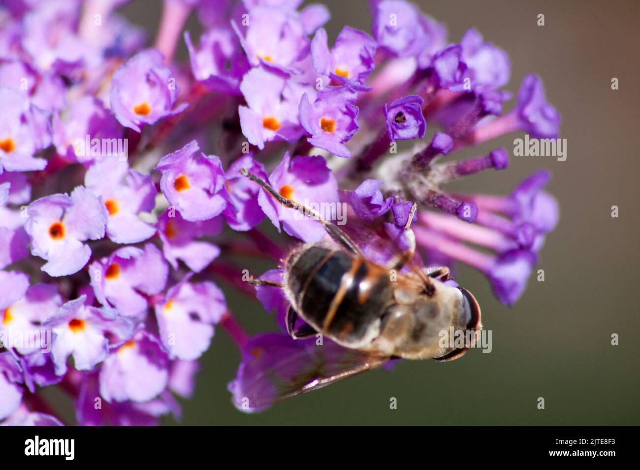 Honey Bee (Apis mellifera) on buddlea (buddleja)Flower Hook Norton ...