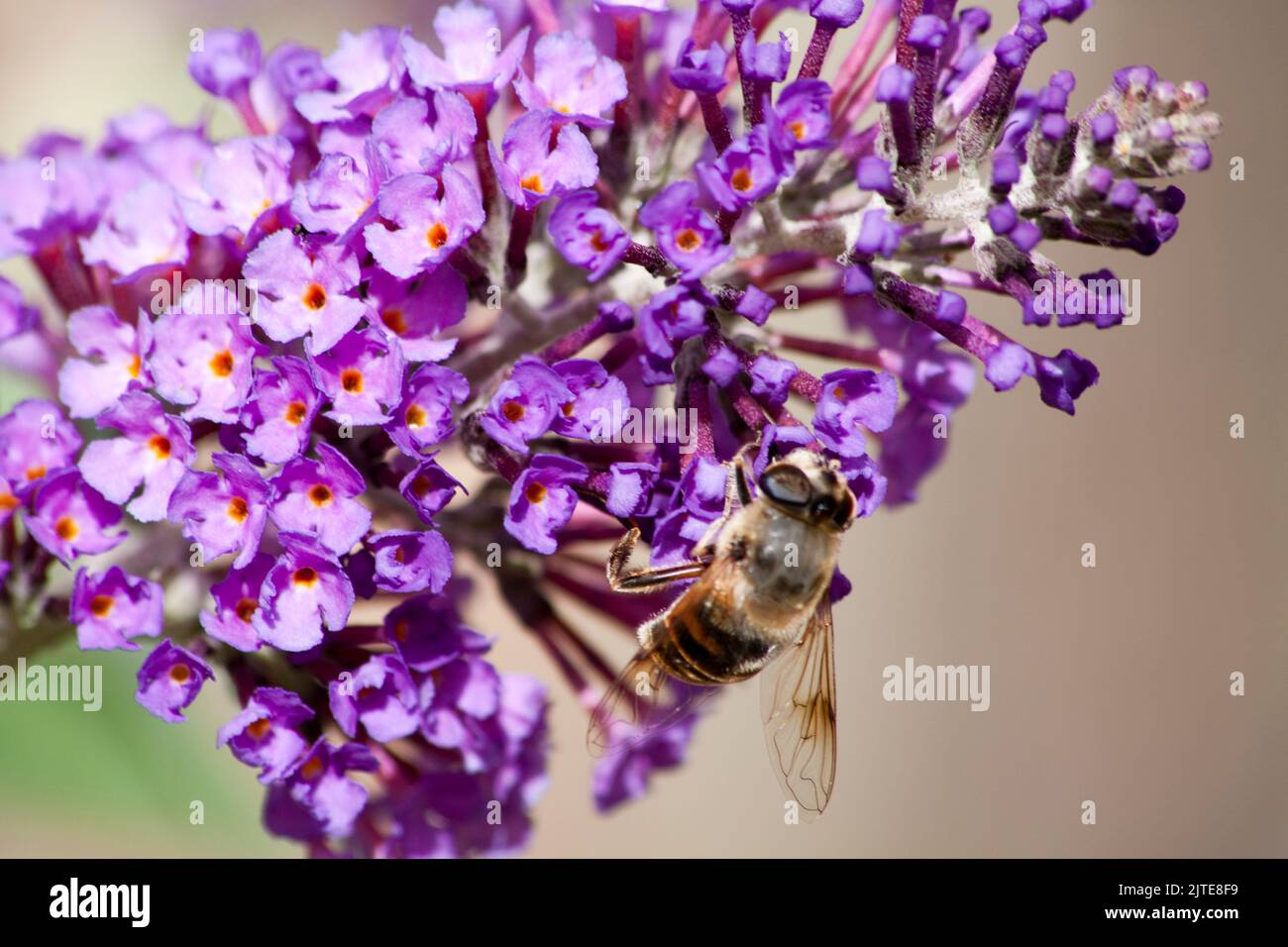 Honey Bee (Apis mellifera) on buddlea (buddleja) Flower Hook Norton ...
