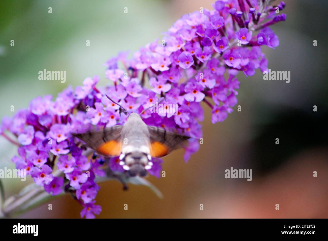 Humming Bird Hawk Moth (Macroglossum stellatarum) on Buddleia (Buddleja ...