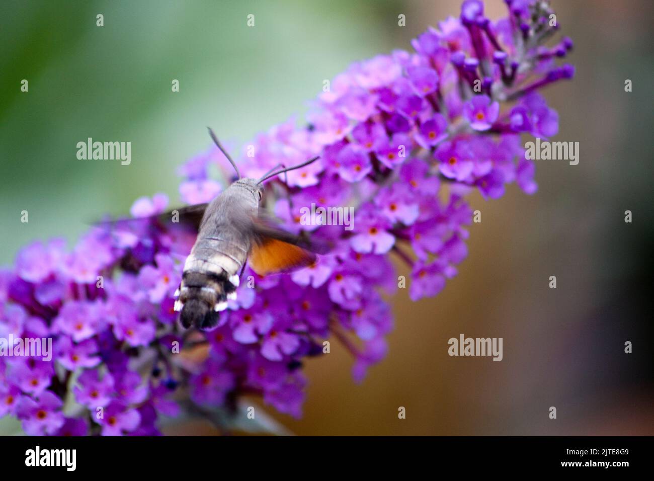Humming Bird Hawk Moth (Macroglossum stellatarum) on Buddleia (Buddleja ...