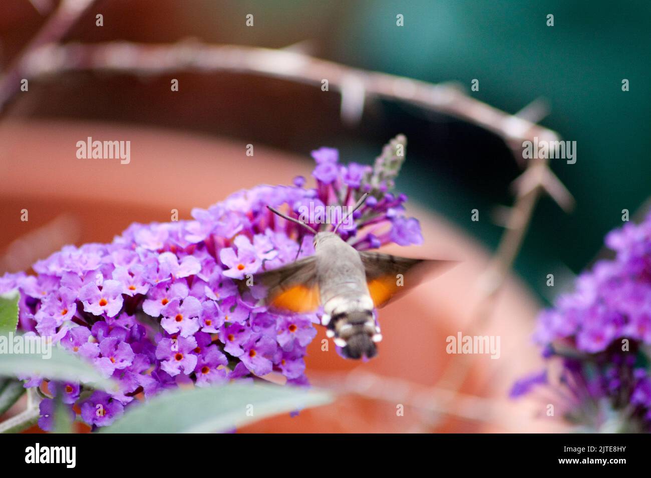 Humming Bird Hawk Moth (Macroglossum stellatarum) on Buddleia (Buddleja ...