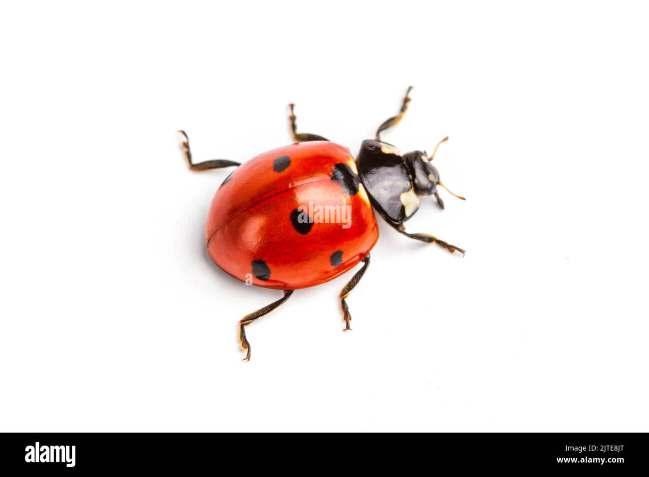 Seven-spot ladybird, Coccinella septempunctata, macro photography ...