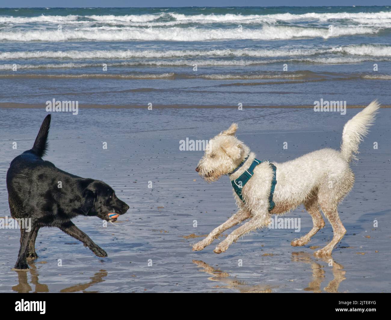 Black Labrador and young Labradoodle (Canis familiaris) playing with a ...