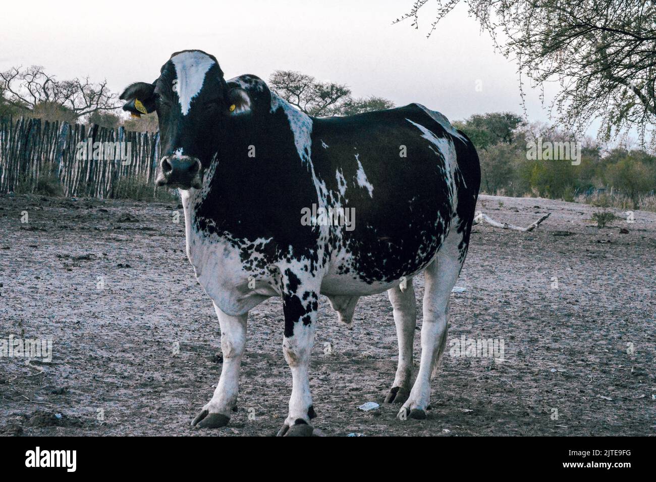 Black Brahman Cattle