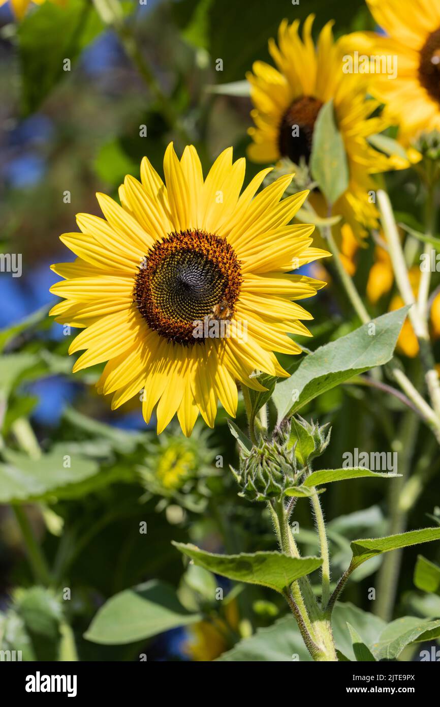 Common sunflower, Helianthus annuus Stock Photo - Alamy