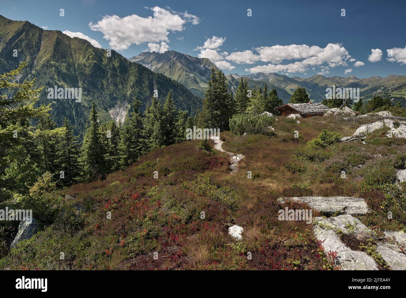 Highland alpine vegetation hi-res stock photography and images - Alamy