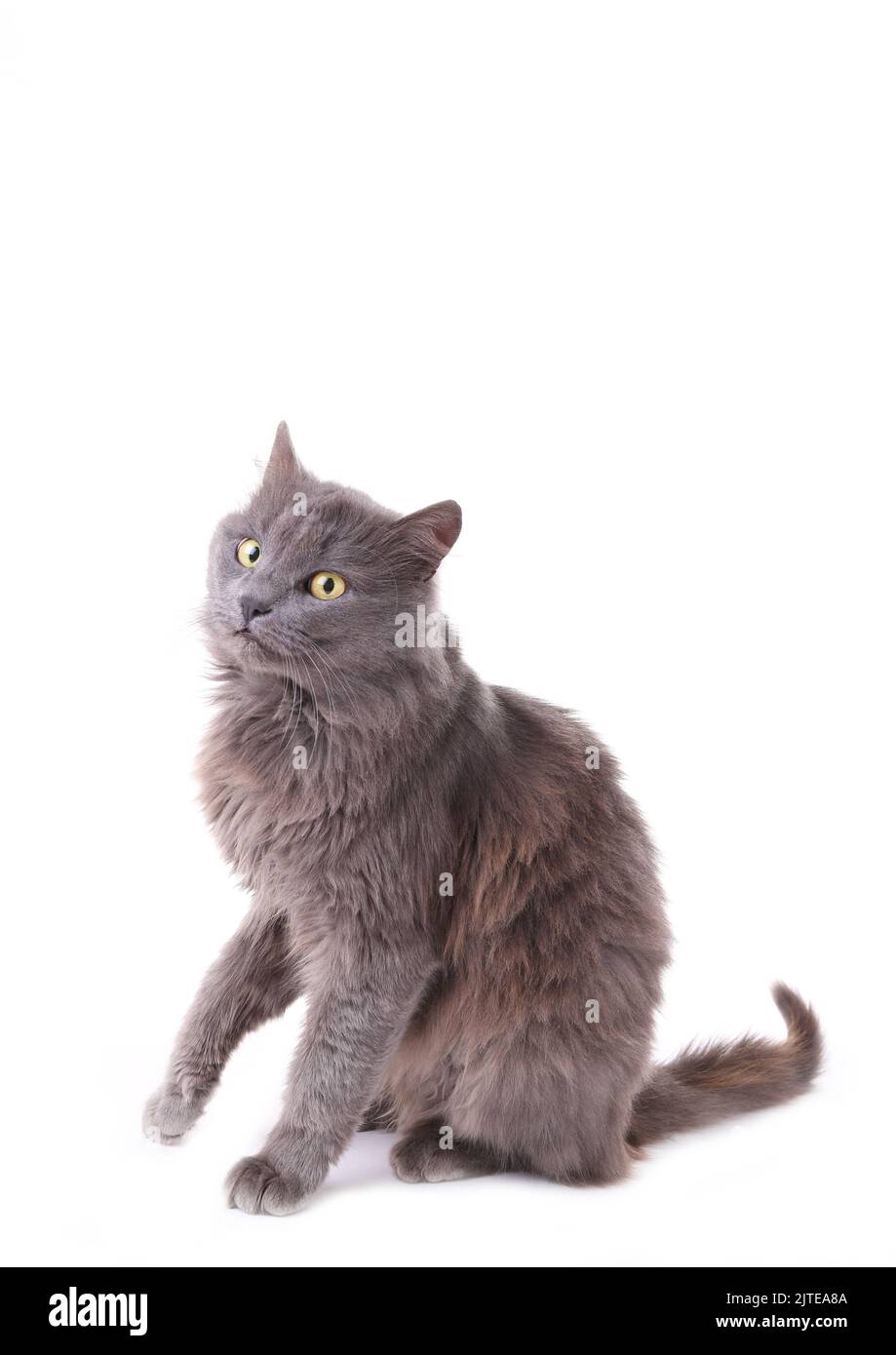 Beautiful grey cat hi-res stock photography and images - Alamy