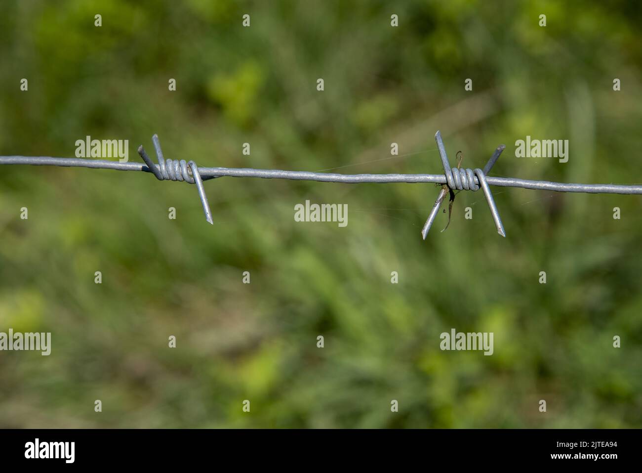 Barbed wire on the background of a field of green grass Stock Photo - Alamy