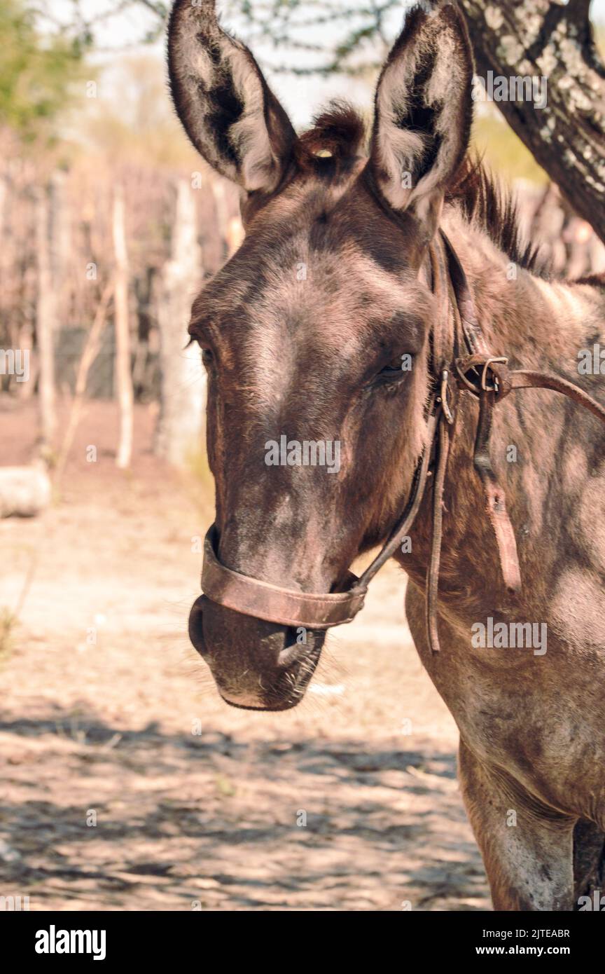 A vertical portrait of a cute donkey Stock Photo - Alamy