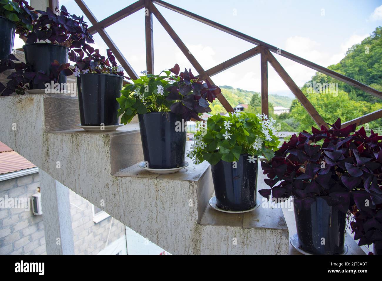 Flower pots are placed on the steps Stock Photo - Alamy