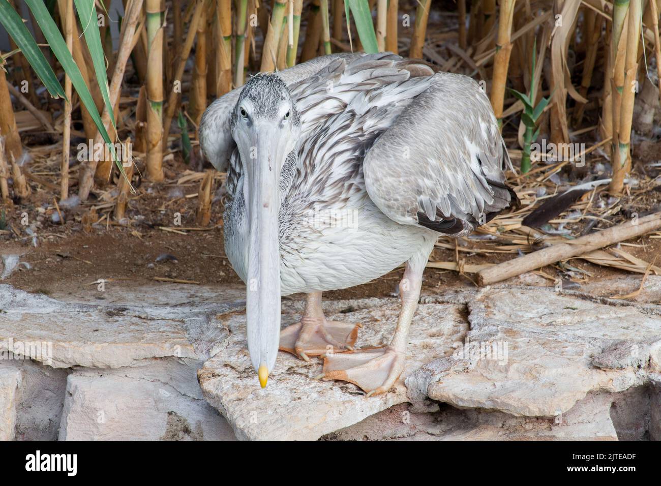 Peter pelican white and gray in the Riyadh zoo park Stock Photo - Alamy
